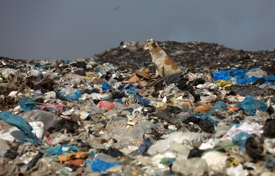 Dogs Being Seen Waste Dump Juhr Editorial Stock Photo - Stock Image ...