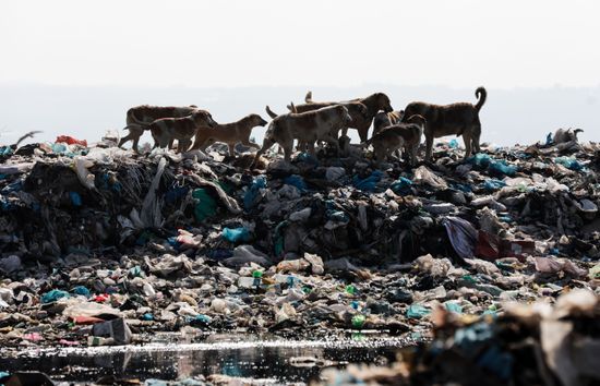 Dogs Being Seen Waste Dump Juhr Editorial Stock Photo - Stock Image ...