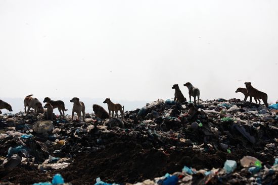 Dogs Being Seen Waste Dump Juhr Editorial Stock Photo - Stock Image ...