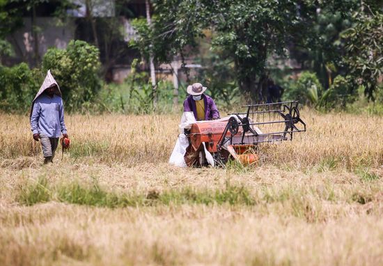 Farmer Operates Reaper Harvest Rice Field Editorial Stock Photo - Stock ...