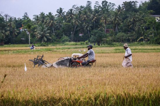 Farmer Operates Reaper Harvest Rice Field Editorial Stock Photo - Stock ...