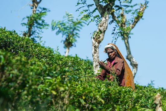 Plantation Workers Pick Tea Leaves Balangoda Editorial Stock Photo ...