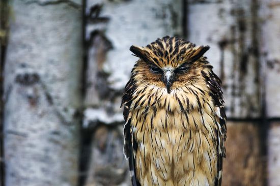 Tawny Fish Owl Ketupa Flavipes Portrait Editorial Stock Photo - Stock ...