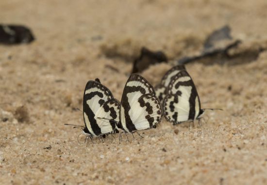 Blue Butterfly Common Pierrot Castalius Rosimon Editorial Stock Photo ...
