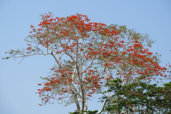 Pink Ipe Tree Tabebuia Ipe Madre Editorial Stock Photo - Stock Image ...