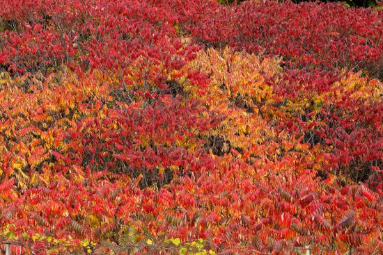 Nature Autumn North American Sumac Shrubs Editorial Stock Photo - Stock ...