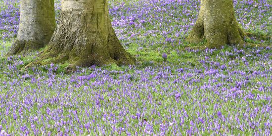 Crocus Crocus Neapolitanus Flower Husum Castle Editorial Stock Photo ...