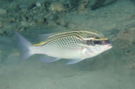 Arabian Monocle Bream Scolopsis Ghanam Torfa Editorial Stock Photo ...