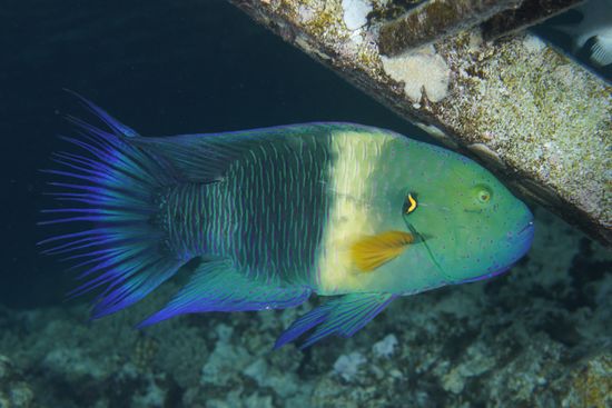 Broomtail Wrasse Cheilinus Lunulatus House Reef Editorial Stock Photo ...