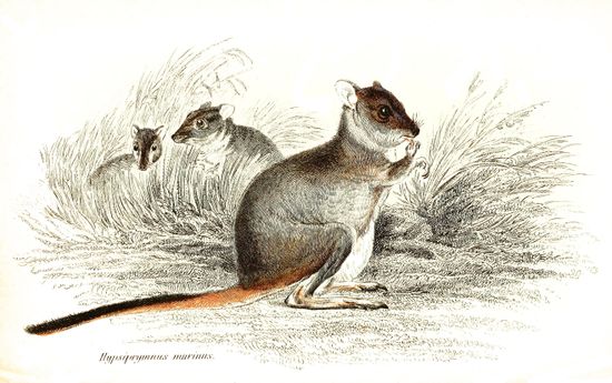 Kangaroo Rat Hypsiprymnus Murinus Historical Digitally Editorial Stock ...
