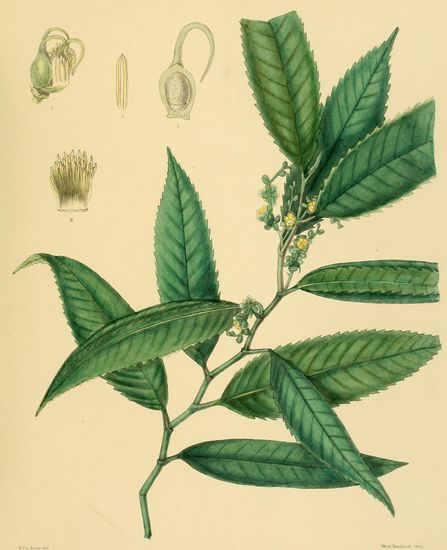 Schumacheria Angustifolia Species Belonging Rose Apple Editorial Stock ...