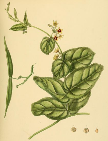 Tylophora Flava Native Southeast Asia Sri Editorial Stock Photo - Stock ...