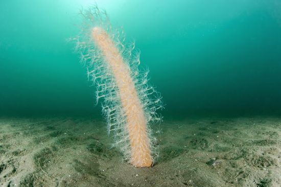 Round Seapen Veretillum Cynomorium Cote Agathoise Editorial Stock Photo ...