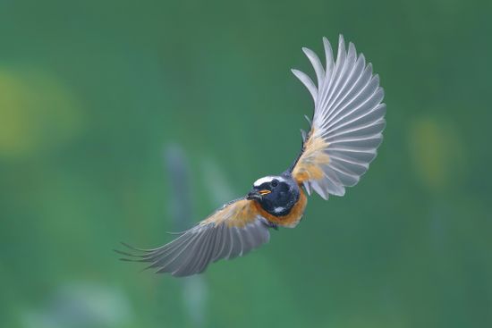 Common Redstart Phoenicurus Phoenicurus Flight Photo Editorial Stock ...