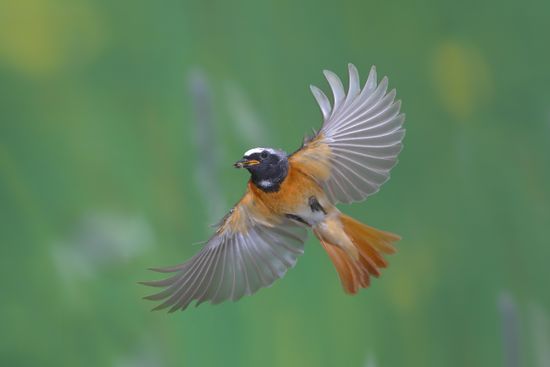 Common Redstart Phoenicurus Phoenicurus Flight Photo Editorial Stock ...