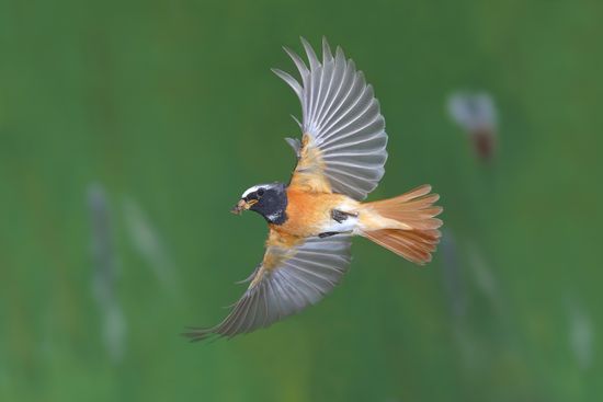 Common Redstart Phoenicurus Phoenicurus Flight Photo Editorial Stock ...