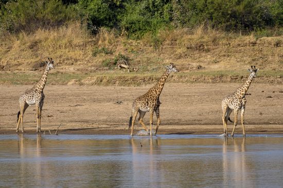 Rhodesian Giraffe Giraffa Camelopardalis Thornicrofti 3 Editorial Stock ...