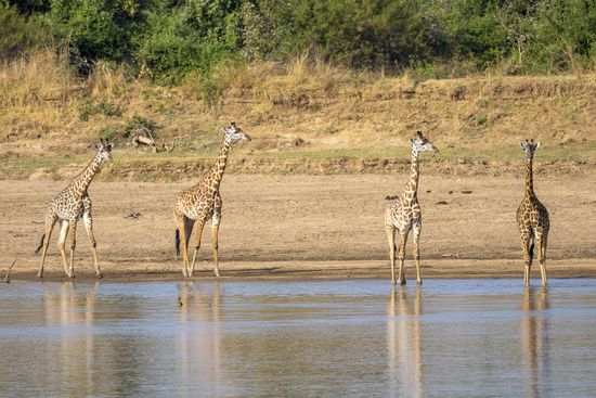 Rhodesian Giraffe Giraffa Camelopardalis Thornicrofti 4 Editorial Stock ...
