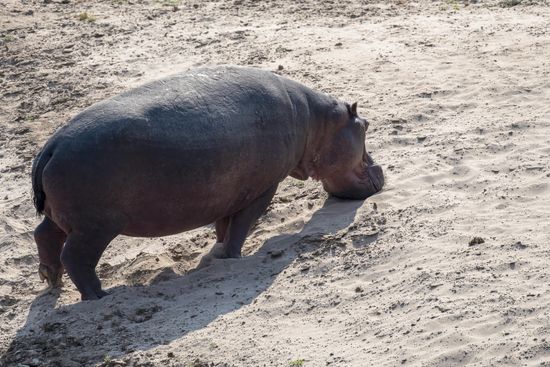Hippopotamus Hippopotamus Amphibius Adult Walking Sand Editorial Stock ...