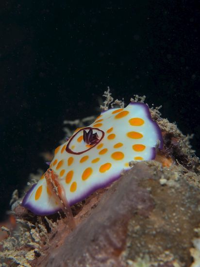 Ringed Star Snail Star Snail Chromodoris Editorial Stock Photo - Stock ...