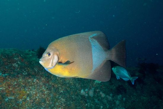 Old Woman Angelfish Pomacanthus Rhomboides Protea Editorial Stock Photo ...