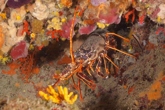 European Spiny Crayfish Palinurus Elephas Dive Editorial Stock Photo ...