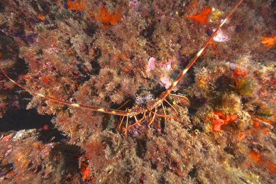 European Spiny Crayfish Palinurus Elephas Dive Editorial Stock Photo ...