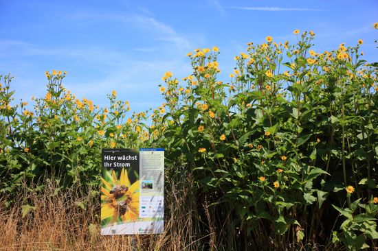 Cup Plant Grown Silphia Silphium Perfoliatum Editorial Stock Photo ...