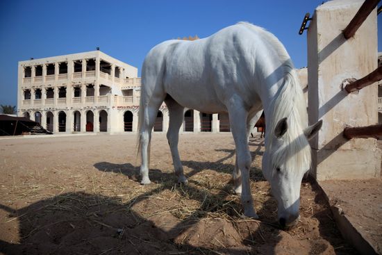 Arabian Horse Breeding Stables Al Jasra Editorial Stock Photo - Stock ...