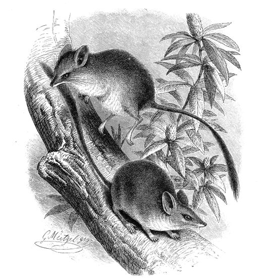 Kultarr Antechinomys Laniger Historic Digitally Restored Editorial ...