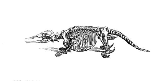 Skeleton Platypus Ornithorhynchus Anatinus Historical Digitally ...