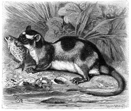 Water Opossum Chironectes Minimus Historic Digitally Editorial Stock ...