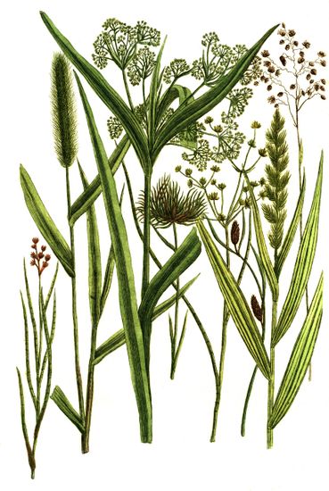 Botany Plants Gramen Cyperoides Cyprus Grass Editorial Stock Photo ...
