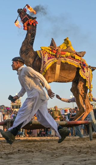 Camel Performs Stunt During International Holi Editorial Stock Photo ...