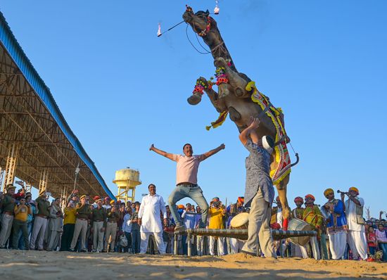 Camel Performs Stunt During International Holi Editorial Stock Photo ...