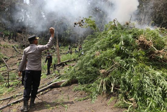Police Officers Burn Marijuana Plants Illegal Editorial Stock Photo ...
