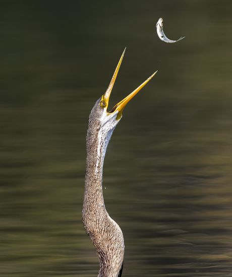 Bird Tosses Small Silver Fish Into Editorial Stock Photo - Stock Image ...