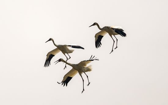 White Cranes Fly Over White Crane Editorial Stock Photo - Stock Image ...