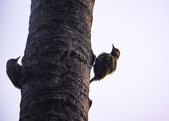 Streakthroated Woodpecker Picus Xanthopygaeus Species Woodpecker ...