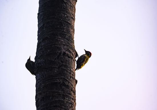 Streakthroated Woodpecker Picus Xanthopygaeus Species Woodpecker ...
