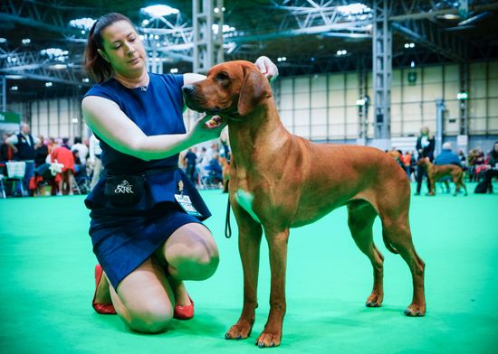 Rhodesian Ridgeback Preparing Entering Breed Judging Editorial Stock ...