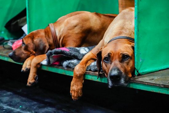 Two Rhodesian Ridgebacks Resting Their Enclosures Editorial Stock Photo ...