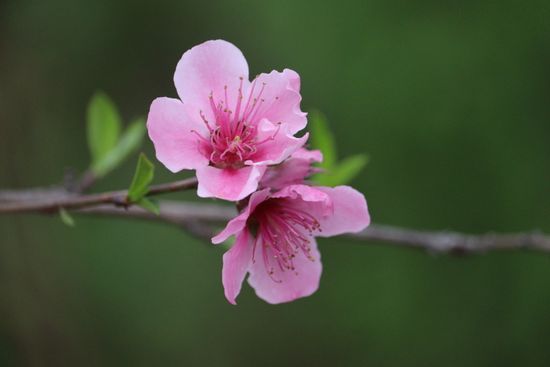 Peach Flowers Bulbs Blossomed Spring Full Editorial Stock Photo - Stock ...