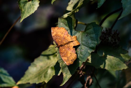 Common Castor Ariadne Merione Orange Butterfly Editorial Stock Photo ...