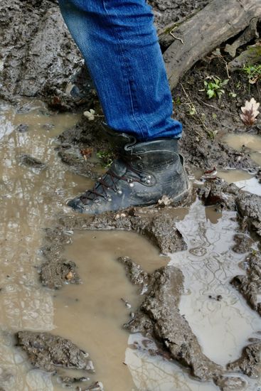 Country Paths Turned Muddy Quagmire After Editorial Stock Photo - Stock ...
