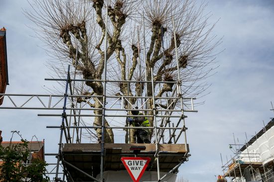 Workmen Erect Scaffolding Around 120yearold Tree Editorial Stock Photo ...