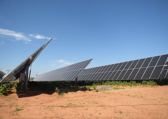 Horticultural Products Grow Under Solar Panels Editorial Stock Photo ...