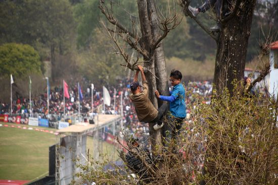 Nepali Cricket Supporters Climb Onto Branches Editorial Stock Photo ...