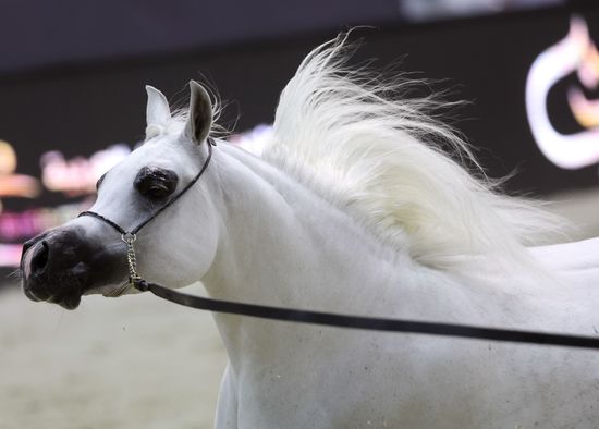 Royal Invicta Rose Horse Uae Guided Editorial Stock Photo - Stock Image ...