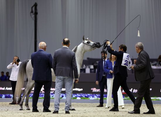 Referees Evaluate Ajayeb Al Manhal Horse Editorial Stock Photo - Stock ...